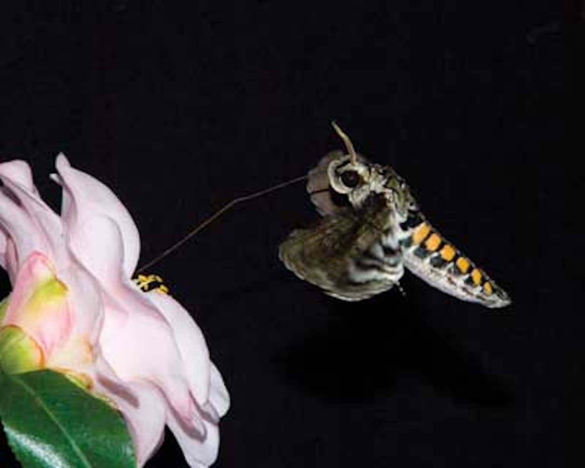 High-speed cameras capture moth motion | Vision Systems Design