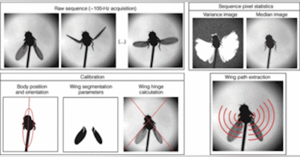 High Speed Imaging Helps Check Fly Flight Vision Systems Design