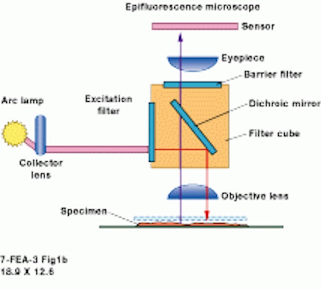 Blind deconvolution help 3-D reconstruction of microscope images ...