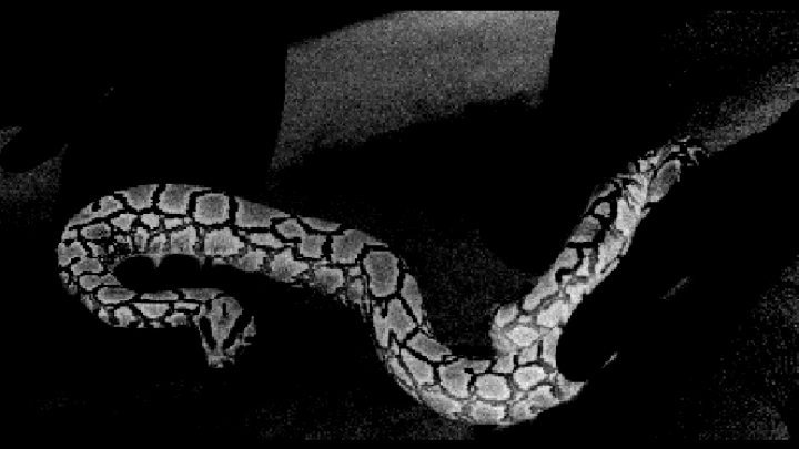 hyperspectral cameras detect pythons in florida everglades | Vision ...