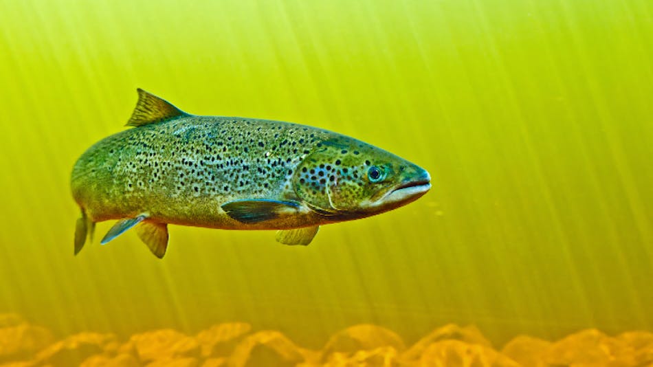 Hyperspectral imaging gauges salmon maturation for fish farming ...
