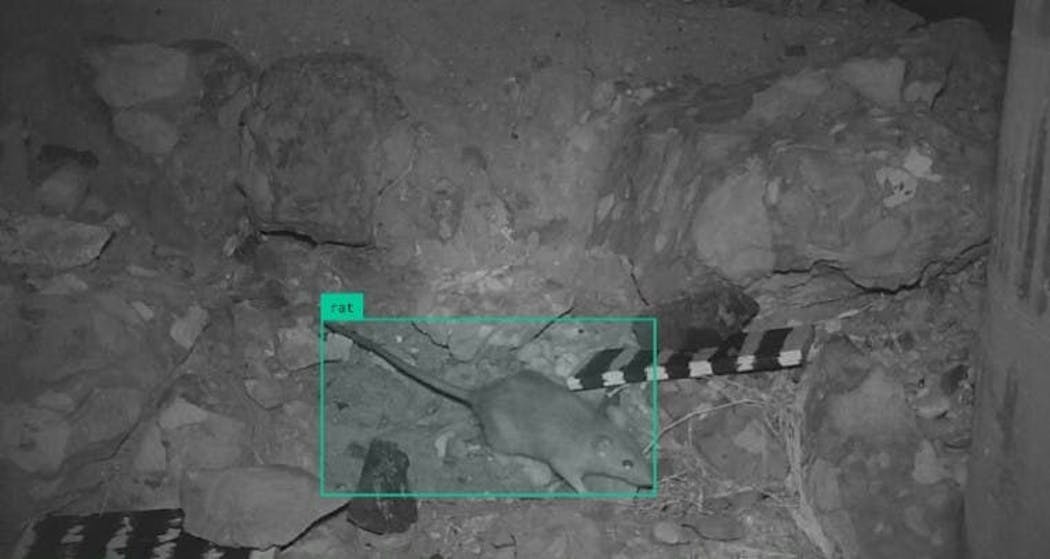 The Nature Conservancy Brings Cameras, AI to Invasive Species ...